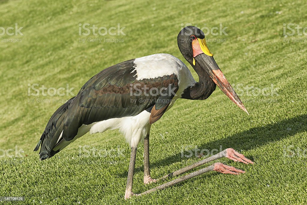 Rogue Stork Spotted Taking the Knee during Public Feeding Session – The ...